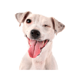 A funny dog sticker | Webudding