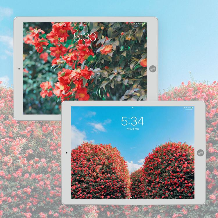 Memory of Camellia-Ipad Wallpapers | Webudding