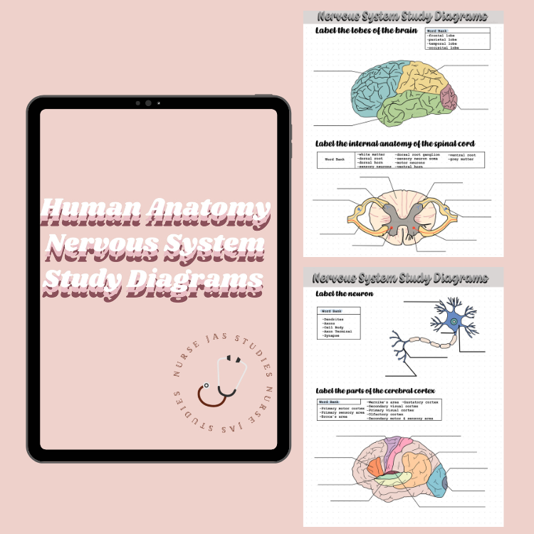 Anatomy | Nervous System Study Sheet | Webudding