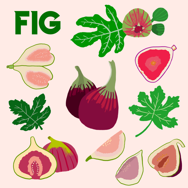 Fig sticker | Webudding