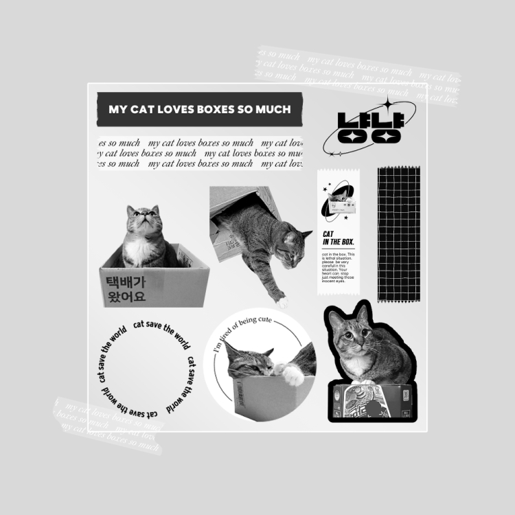 my cat loves boxes so much | Webudding