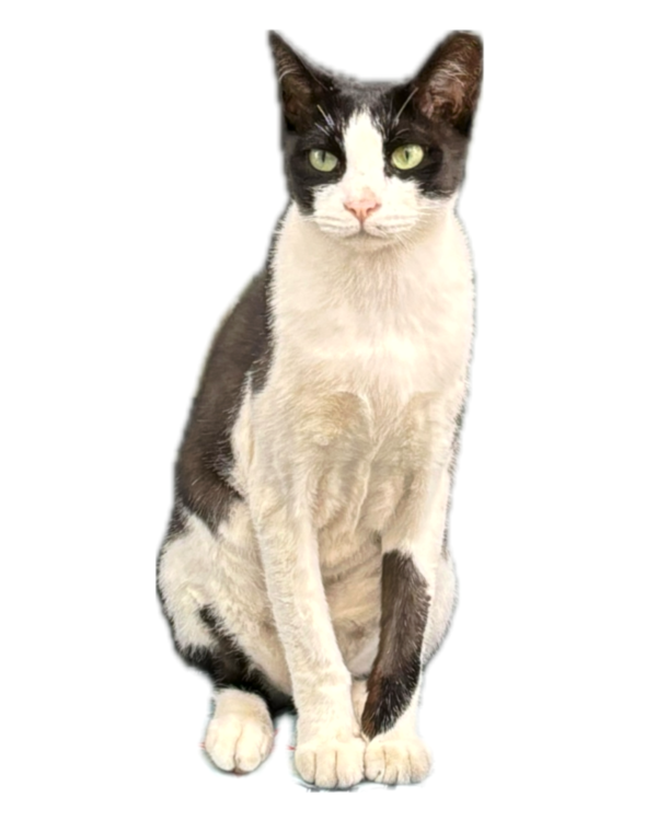 Cat stickers | Webudding