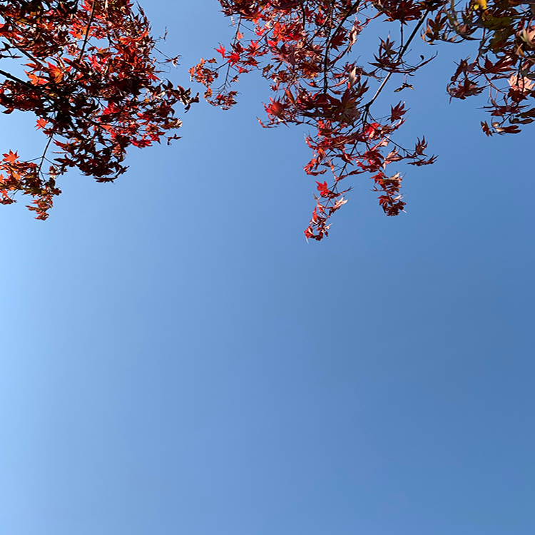 Mobile autumn sky | Webudding