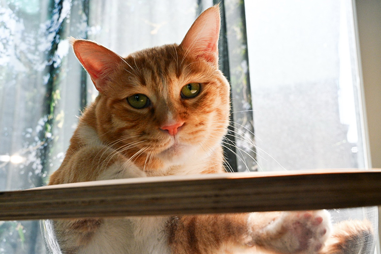 CAT Sticker | Webudding